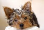 Yorkie Growth Chart (Weight Chart) | When Do Yorkies Stop Growing
