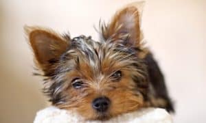 How Much To Feed A Yorkie Puppy | Yorkie Feeding Chart