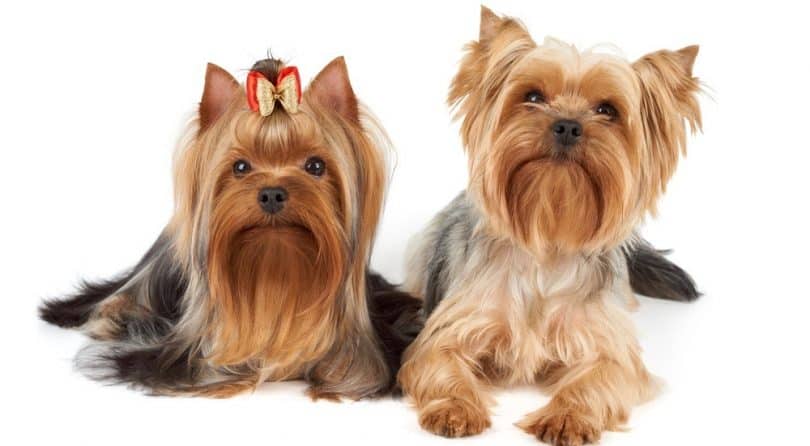 Yorkie Growth Chart (Weight & Size Chart) | When Do Yorkies Stop Growing
