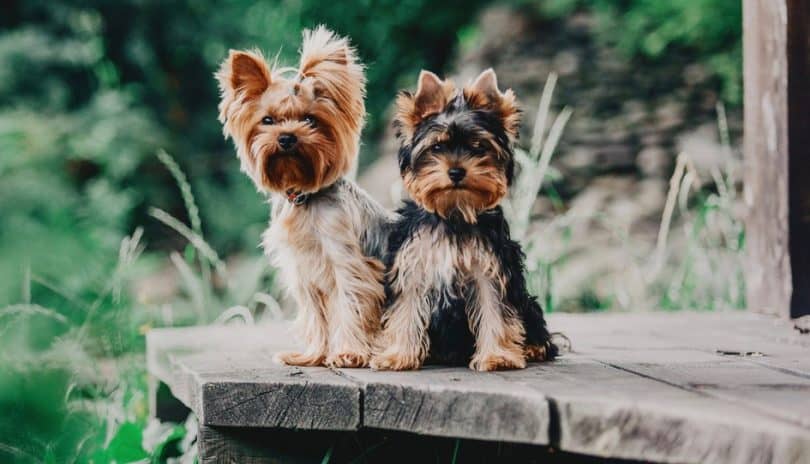 Yorkie Growth Chart (Weight & Size Chart) | When Do Yorkies Stop Growing