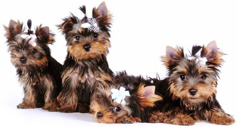 Yorkie Growth Chart (Weight & Size Chart) | When Do Yorkies Stop Growing