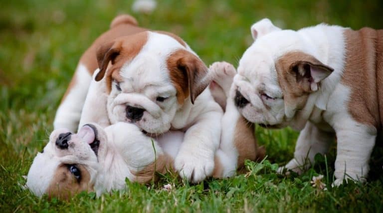 English Bulldog Growth Chart | Bulldog Puppy Weight Chart