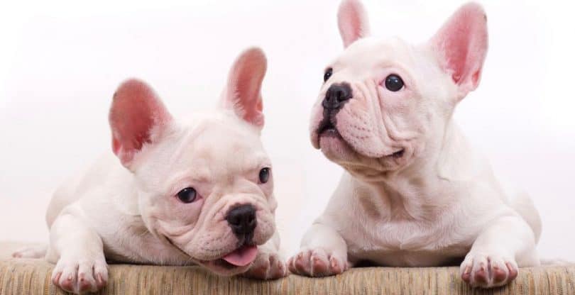 French Bulldog Growth Chart | Frenchie Weight & Size Chart