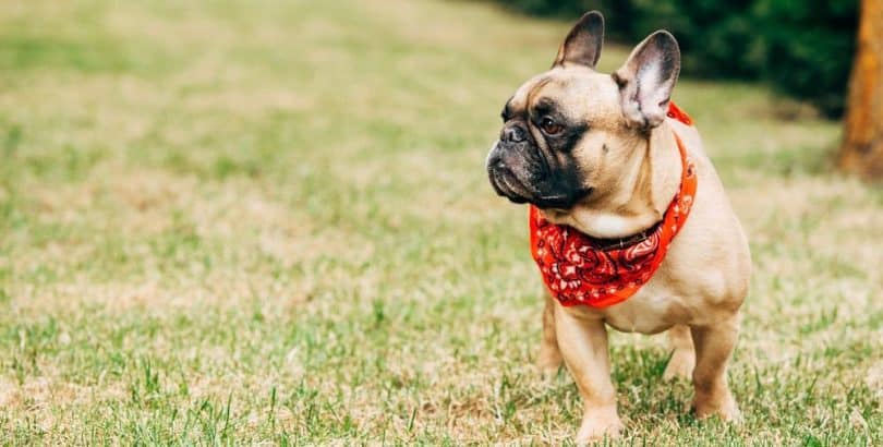 French Bulldog Growth Chart | Frenchie Weight & Size Chart