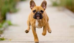 French Bulldog Growth Chart | Frenchie Weight & Size Chart