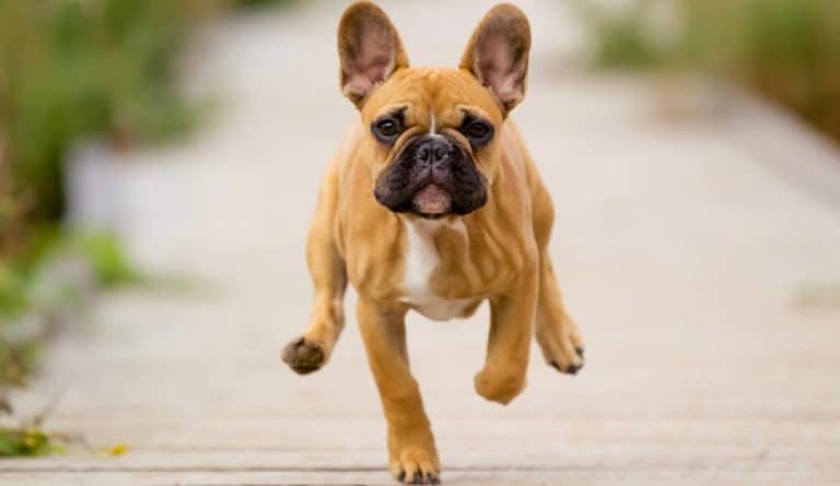 French Bulldog Growth Chart | Frenchie Weight & Size Chart