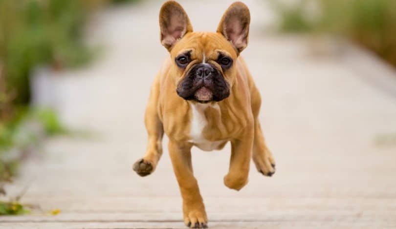 French Bulldog Growth Chart | Frenchie Weight & Size Chart