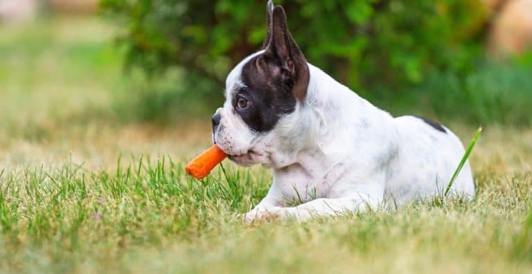 French Bulldog Growth Chart | Frenchie Weight & Size Chart