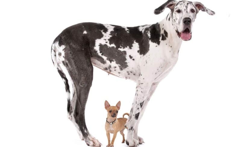 Great Dane Growth Chart | Weight Chart & Size Chart