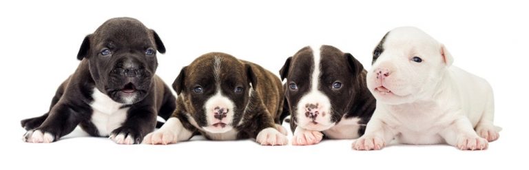 Pitbull Growth Chart & Weight | When Do Pitbulls Stop Growing