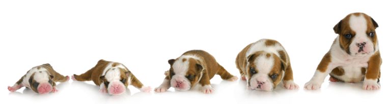 English Bulldog Growth Chart | Bulldog Puppy Weight Chart
