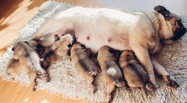 Pug Growth Chart (Weight & Size Chart) | How Big Do Pugs Get