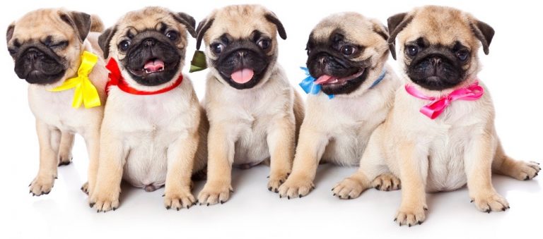 Pug Growth Chart (Weight & Size Chart) | How Big Do Pugs Get