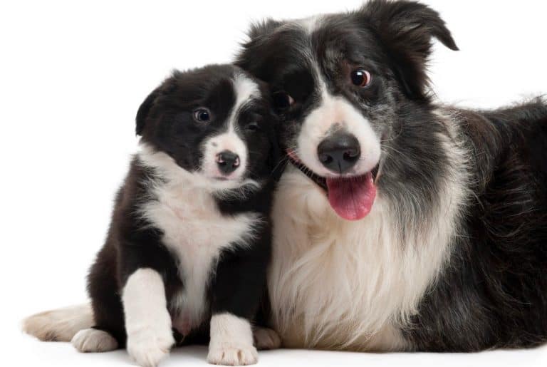 Border Collie Growth Chart | Border Collie Weight & Size Chart