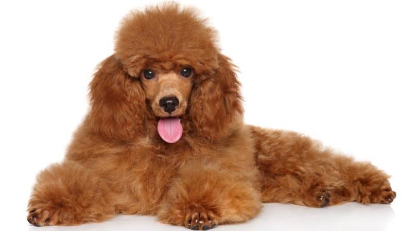 Poodle Growth Chart | Poodle Weight & Size Chart