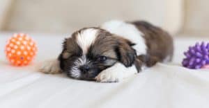 Shih Tzu Weight Chart | Shih Tzu Growth & Size Chart