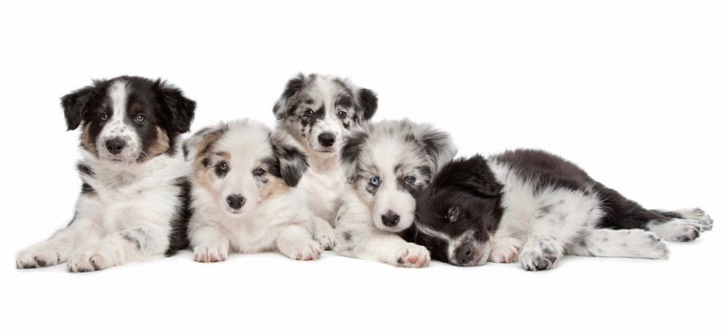 Border Collie Growth Chart | Border Collie Weight & Size Chart
