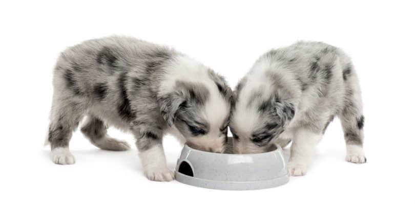 How Much To Feed Australian Shepherd Puppy | 4 Week, 6 Week, 8 Week