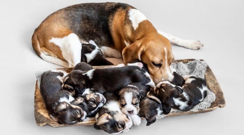 Beagle Growth Chart & Size Chart | How Big Do Beagles Get