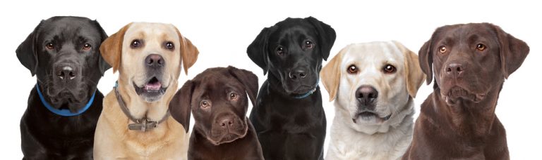 Labrador Growth Chart | Lab Weight Chart & Size Chart