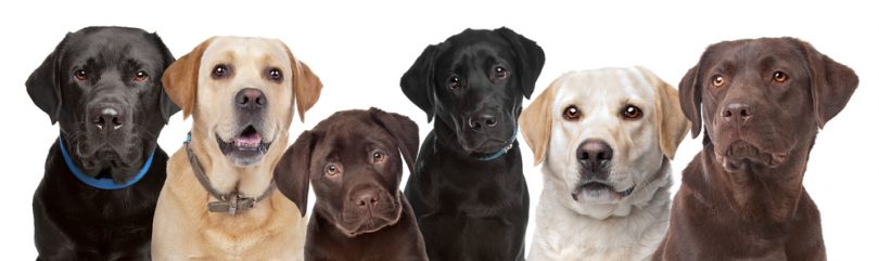 Labrador Growth Chart | Lab Weight Chart & Size Chart