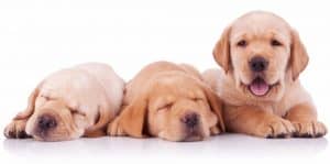 Labrador Growth Chart | Lab Weight Chart & Size Chart