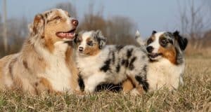 Australian Shepherd Growth Chart | Aussie Weight & Size Chart