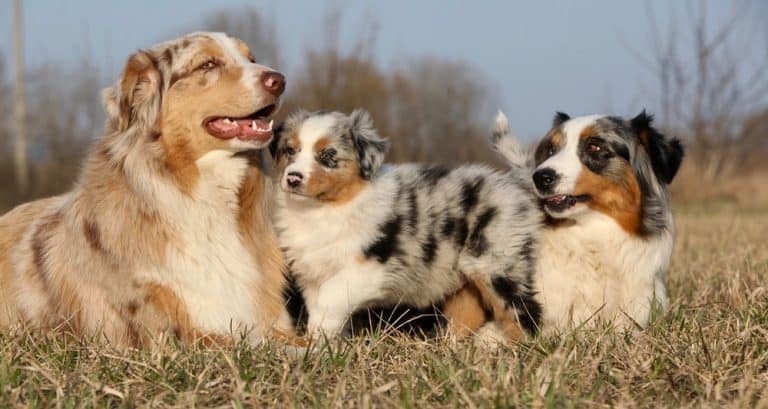 Australian Shepherd Growth Chart | Aussie Weight & Size Chart