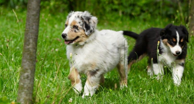 Australian Shepherd Growth Chart | Aussie Weight & Size Chart