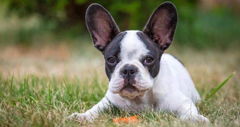 Boston Terrier Growth Chart | When Do Boston Terriers Stop Growing