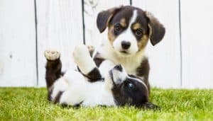 Corgi Growth Chart (Weight & Size) | How Big Do Corgis Get