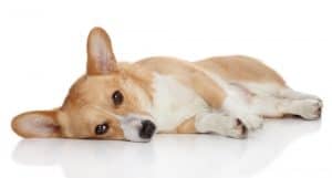 Corgi Growth Chart (Weight & Size) | How Big Do Corgis Get