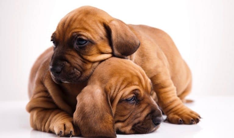 English Mastiff Growth Chart | Mastiff Weight & Size Chart