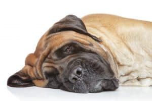 English Mastiff Growth Chart | Mastiff Weight & Size Chart