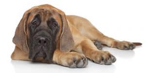 English Mastiff Growth Chart | Mastiff Weight & Size Chart