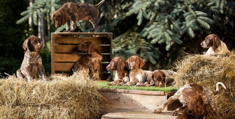 German Shorthaired Pointer Growth Chart | GSP Weight Chart