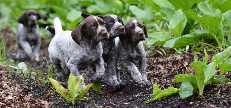 German Shorthaired Pointer Growth Chart | GSP Weight Chart