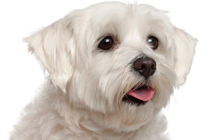 Maltese Growth Chart | Maltese Weight & Size Chart