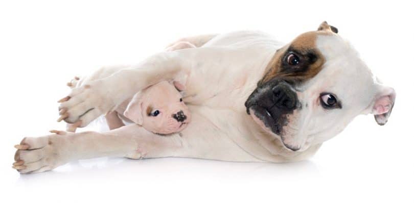 American Bulldog Growth Chart | Puppy Weight Chart