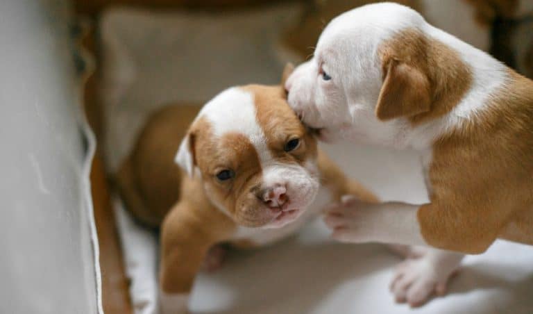 American Bulldog Growth Chart | Puppy Weight Chart