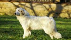 Great Pyrenees Growth Chart | Weight & Size Chart