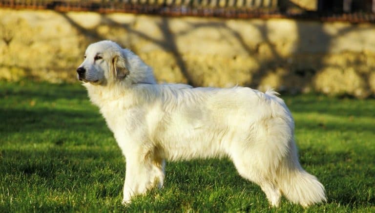 Great Pyrenees Growth Chart | Weight & Size Chart
