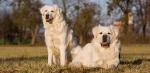 Great Pyrenees Growth Chart | Weight & Size Chart