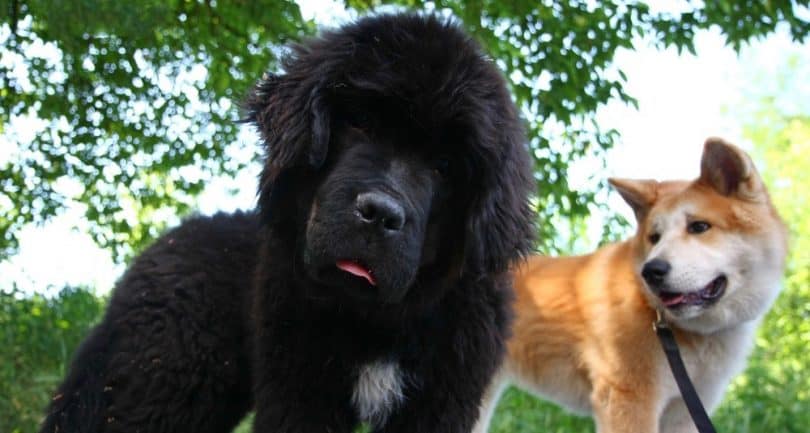 Newfoundland Growth Chart | Weight & Size Chart