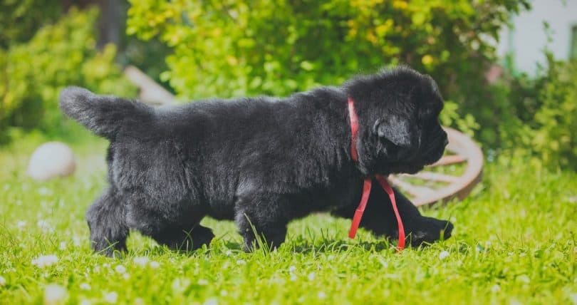 Newfoundland Growth Chart | Weight & Size Chart