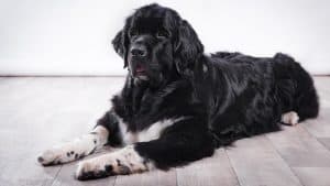 Newfoundland Growth Chart | Weight & Size Chart