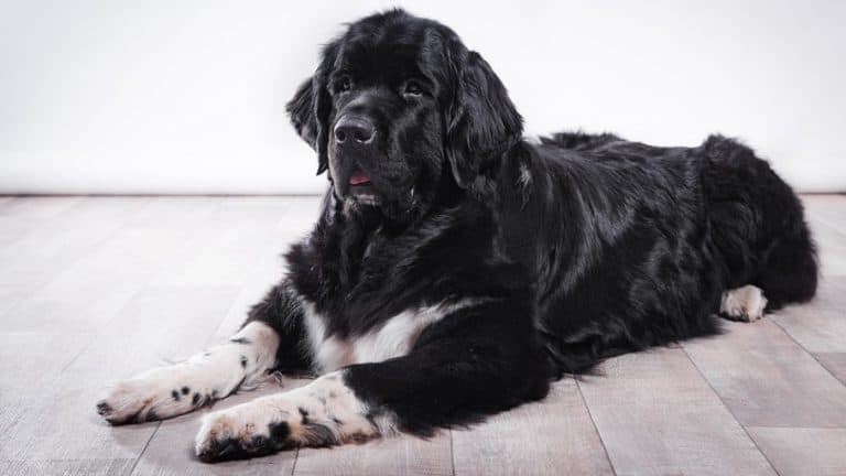 Newfoundland Growth Chart | Weight & Size Chart