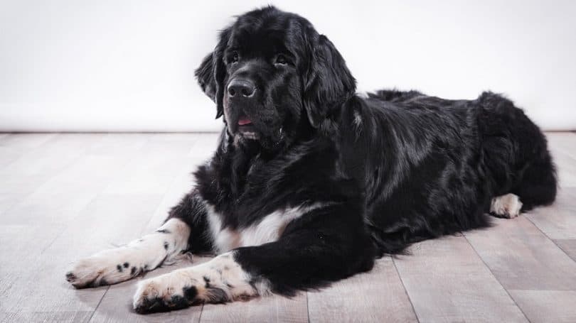 Newfoundland Growth Chart | Weight & Size Chart