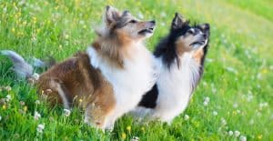 Sheltie Growth Chart | Sheltie Puppy Weight Chart