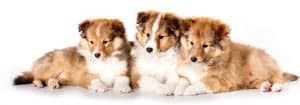 Sheltie Growth Chart | Sheltie Puppy Weight Chart
